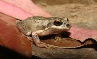 Frogs in SA | FrogWatch SA