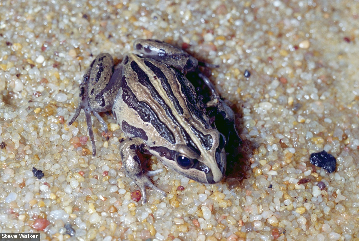 Limnodynastes Peronii Striped Marsh Frog Species Details Limnodynastes Peronii Striped Marsh Frog Species Details
