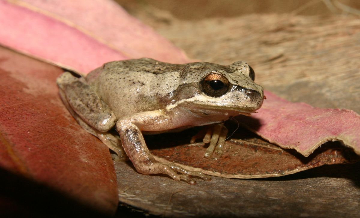 Litoria sibilus (Kangaroo Island Tree Frog) -- species details ...